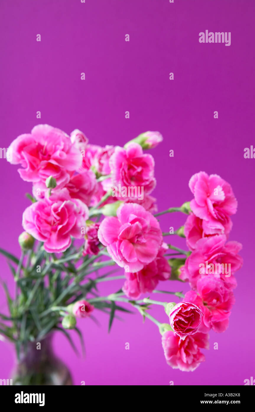 A bunch of carnations in vase Stock Photo - Alamy
