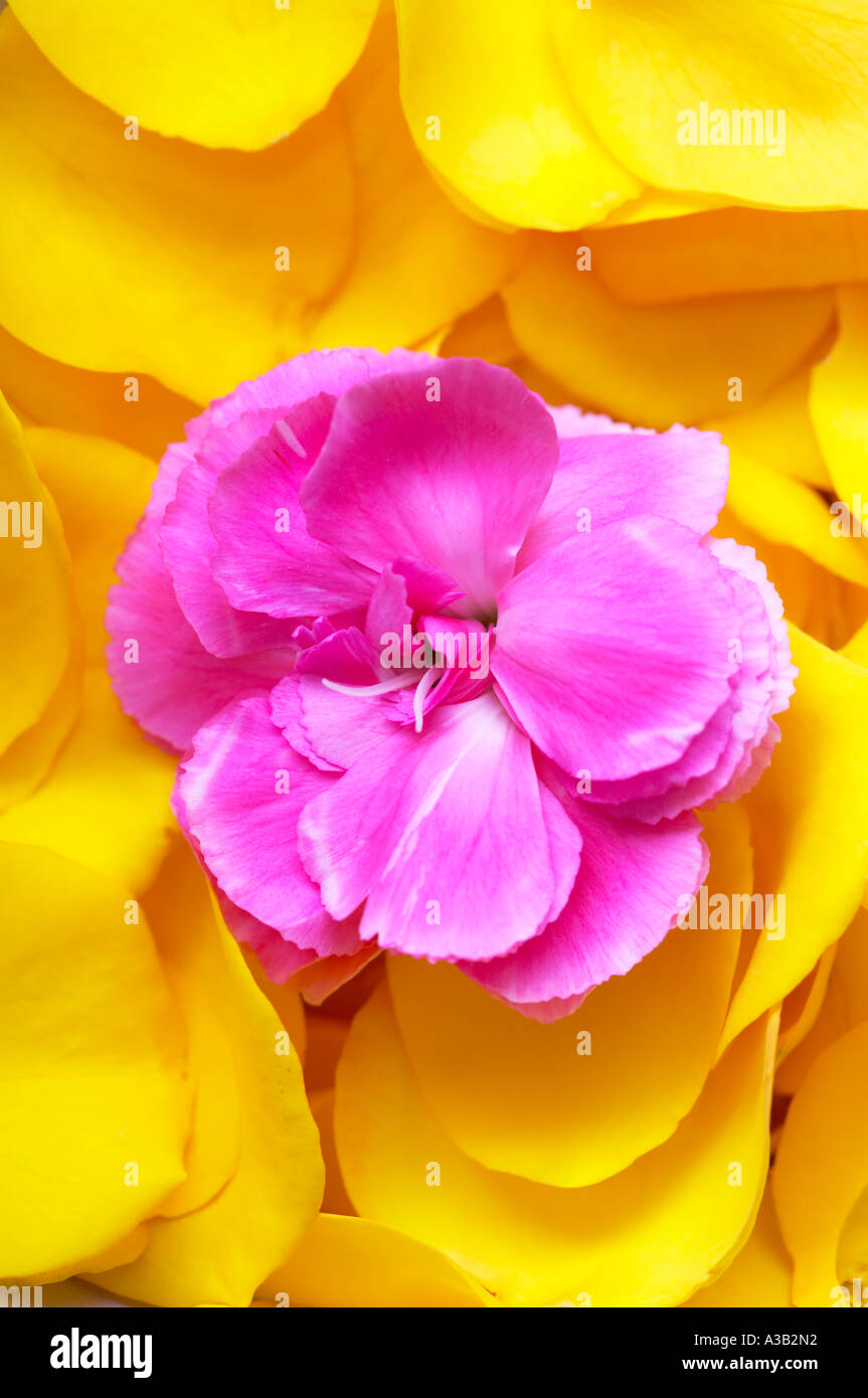 Carnation cluster hi-res stock photography and images - Alamy