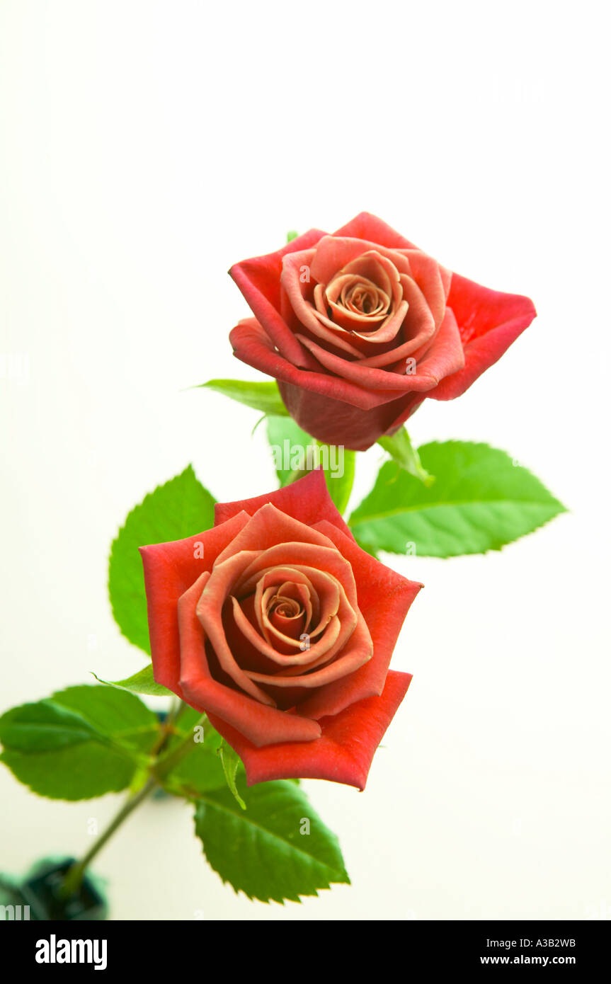 A closed view on pink roses Stock Photo - Alamy
