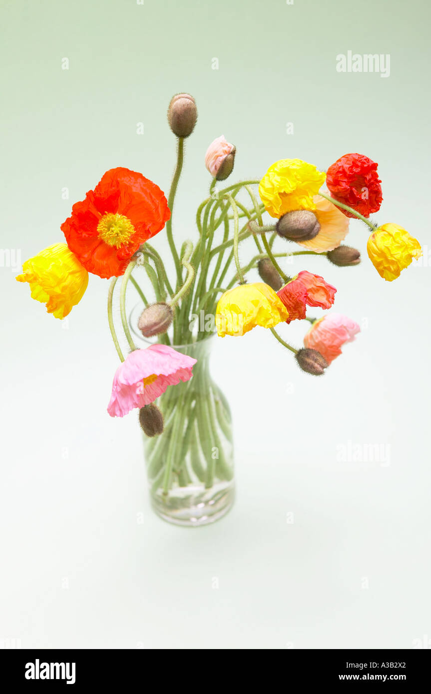 A bunch of poppies in glass vase Stock Photo - Alamy