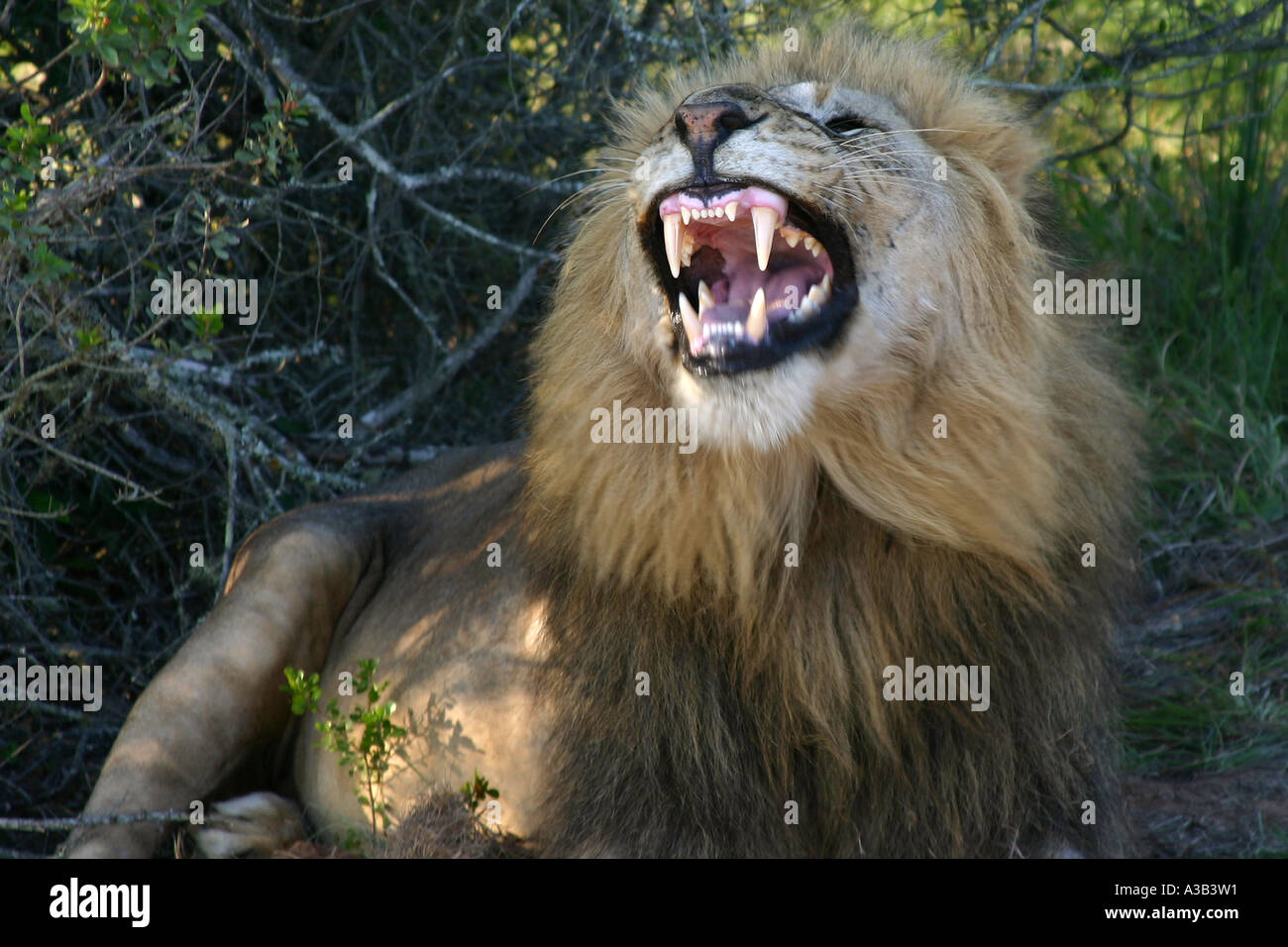 LION, SOUTH AFRICA Stock Photo - Alamy