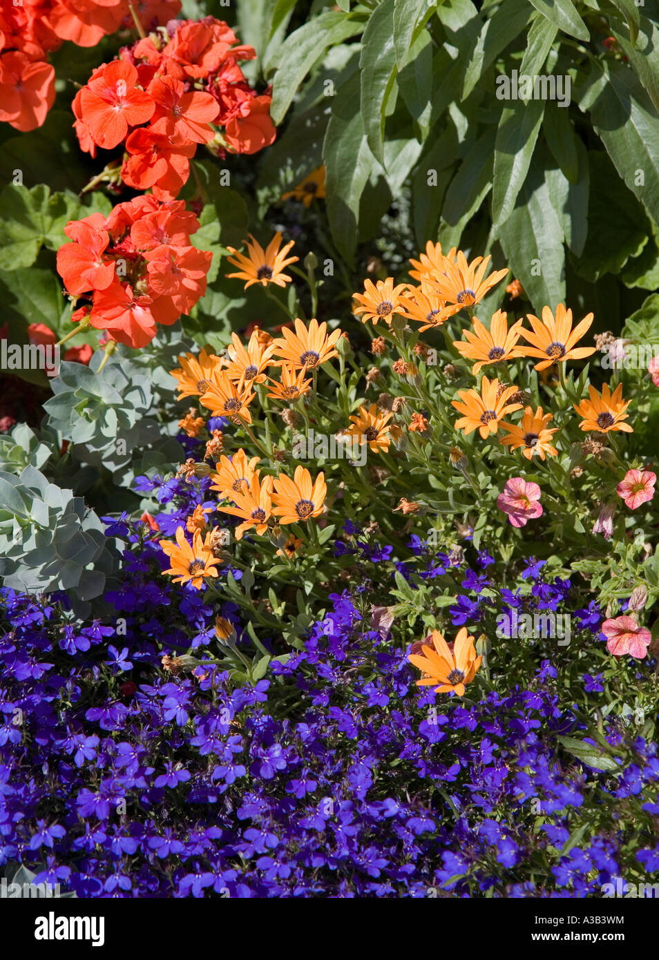 Flowers in border Seattle USA Stock Photo - Alamy