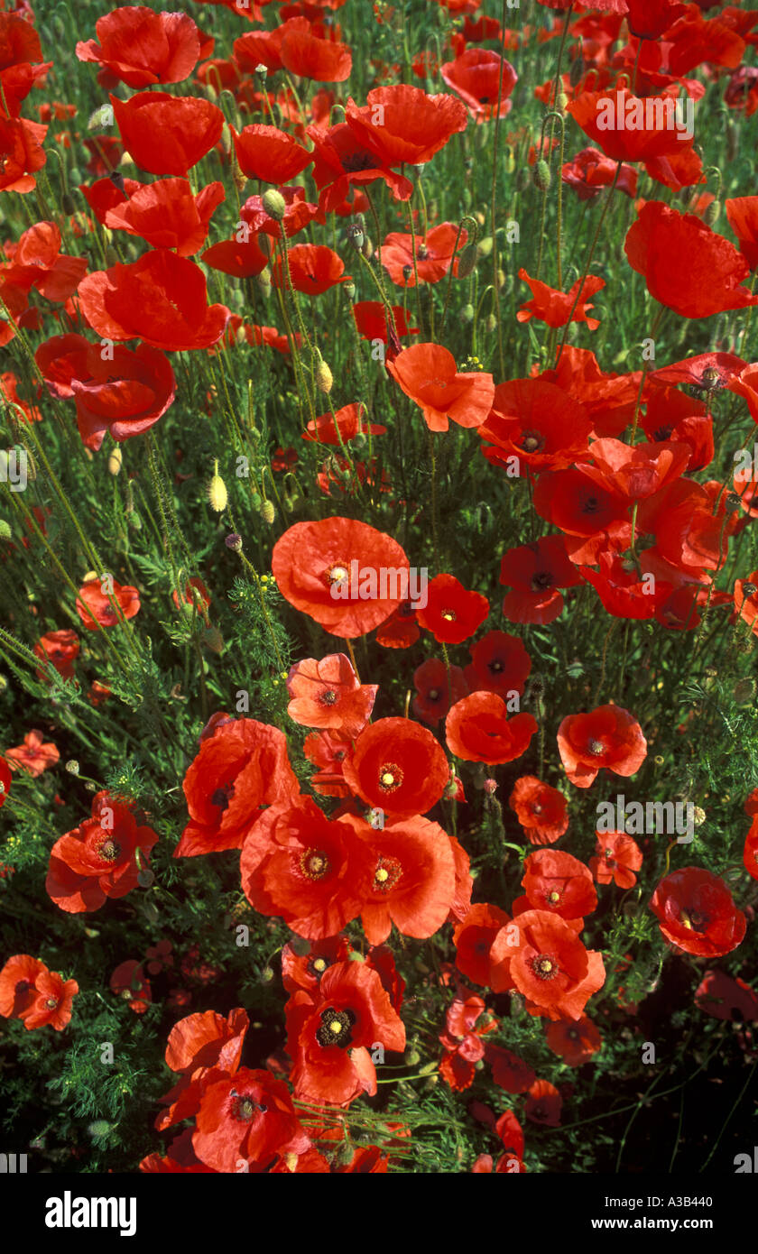 Red beautiful wild poppies hi-res stock photography and images - Alamy