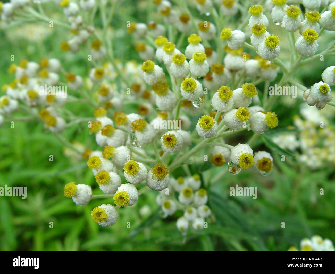 Helichrysum silver hi-res stock photography and images - Alamy