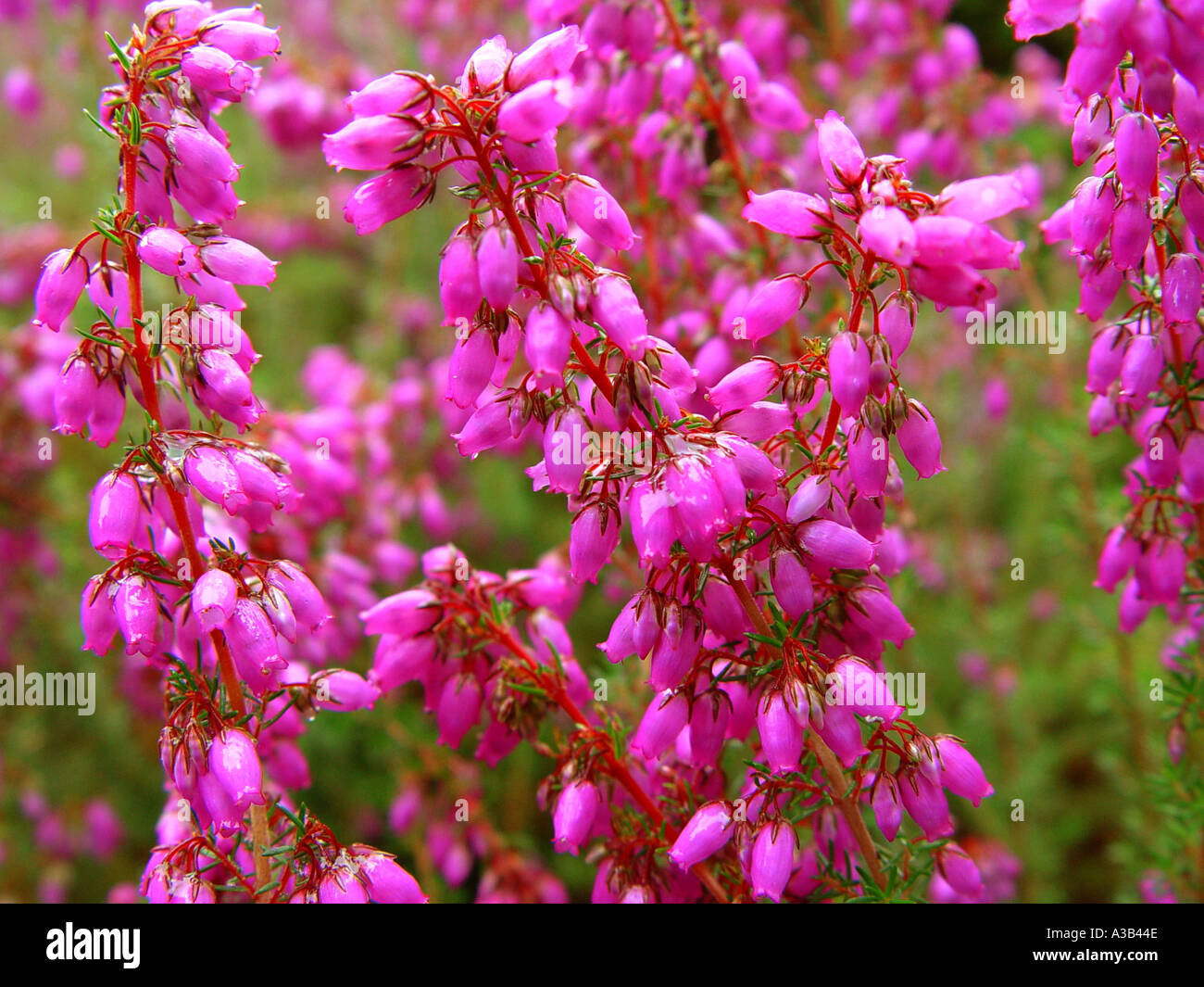 Erica heather summer flowering garden hi-res stock photography and ...