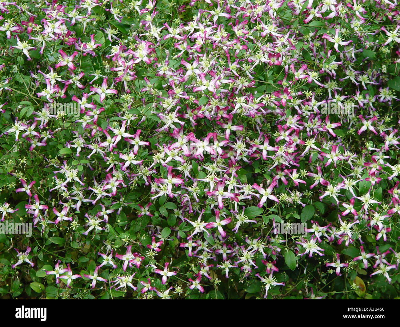 Clematis rubra Marginata A garden shrub Stock Photo - Alamy