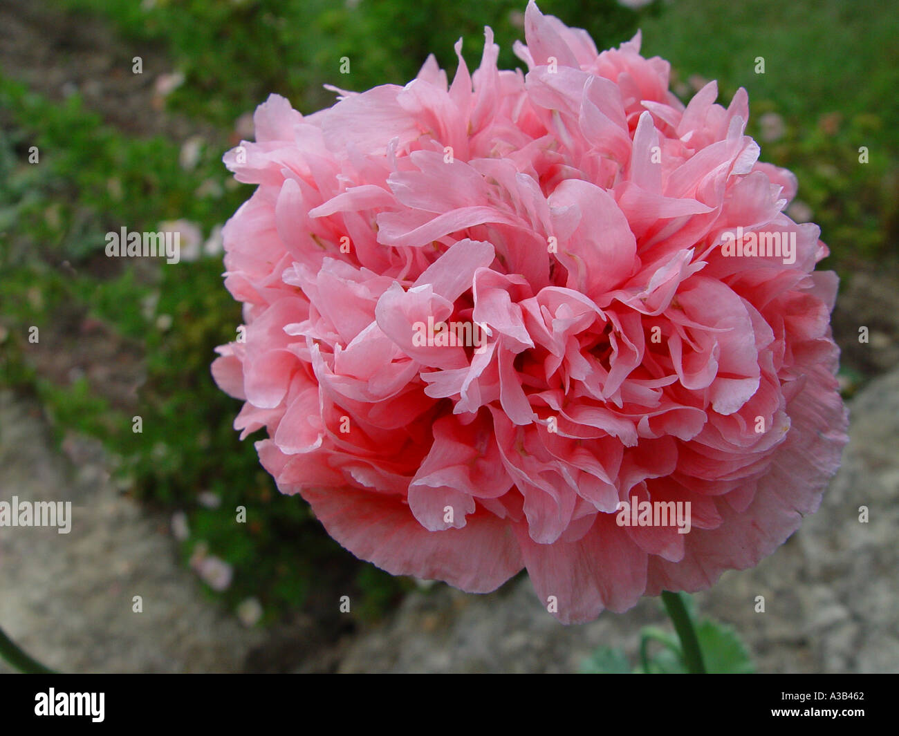 Papaver somniferum poppy single flower bloom Stock Photo - Alamy