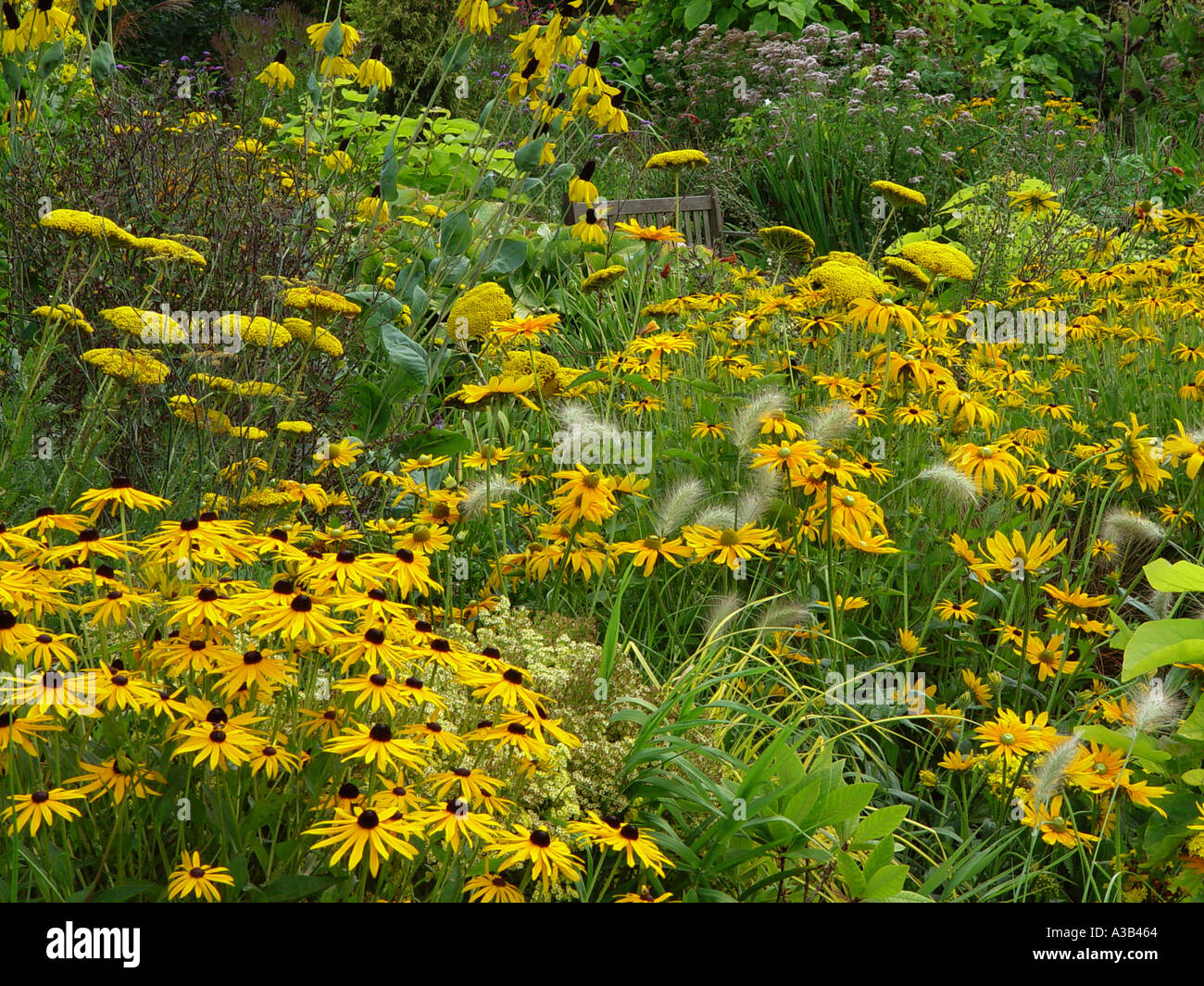 Rudbeckia achillea yellows in herbaceous garden border Stock Photo - Alamy