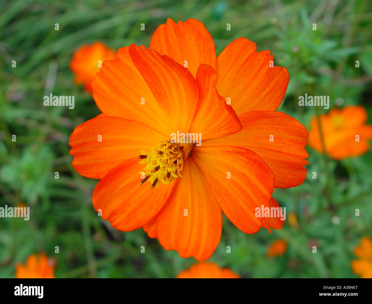 Coreopsis Orange in garden border Stock Photo - Alamy