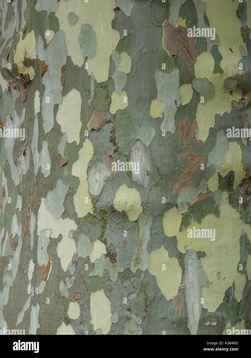 Bark of Platanus x hispanica London Plane Stock Photo - Alamy