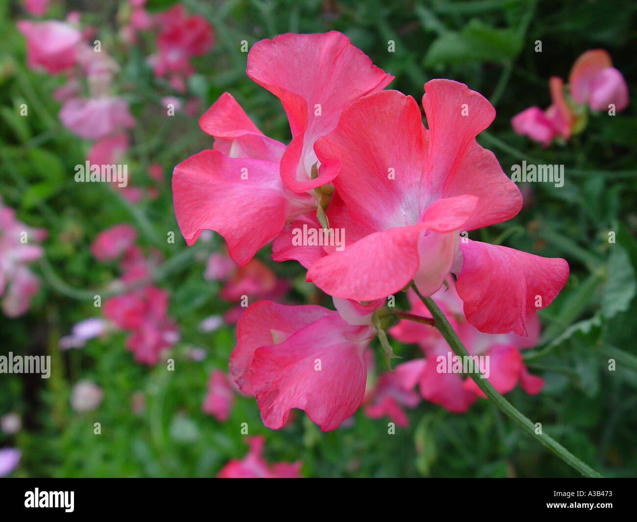 Lathyrus Princess Elizabeth Pink Sweet Pea Stock Photo - Alamy