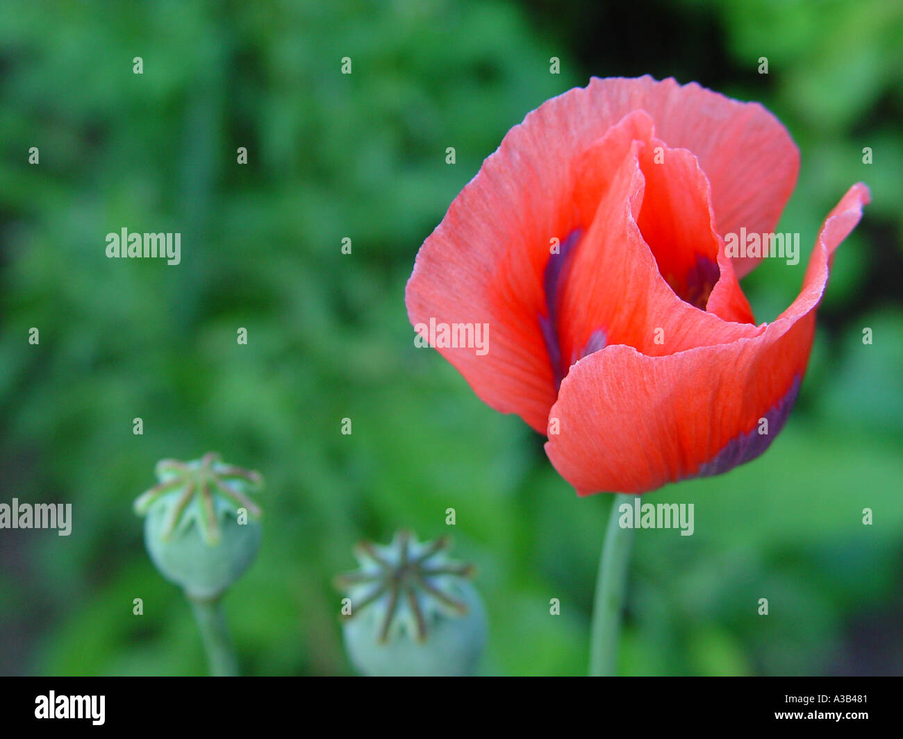 Poppy papaver somniferum single flower hi-res stock photography and ...