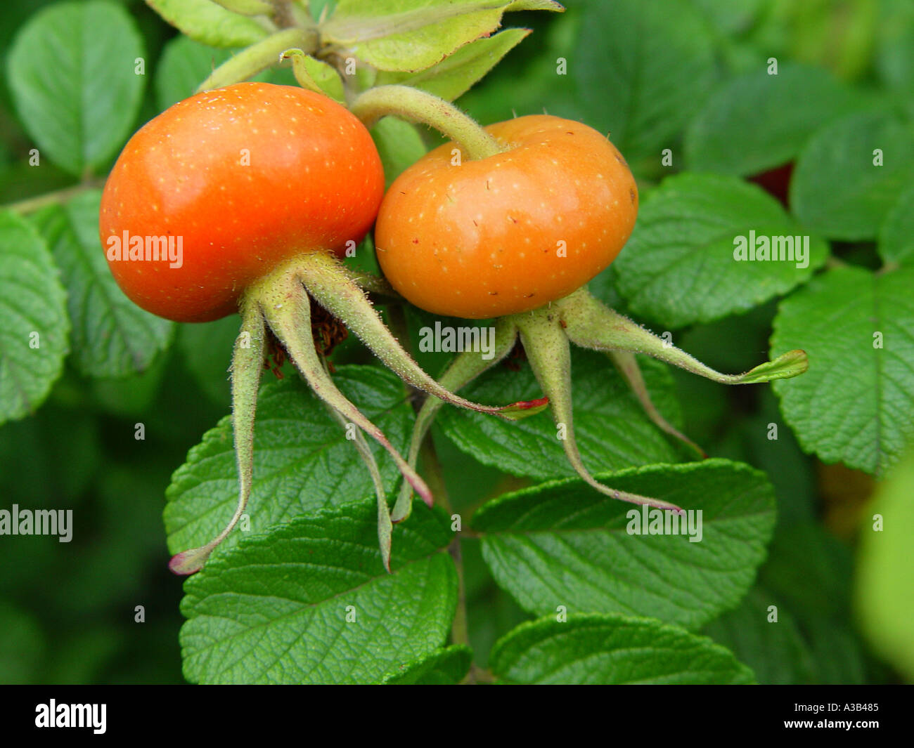 rosa rugosa hips Stock Photo - Alamy