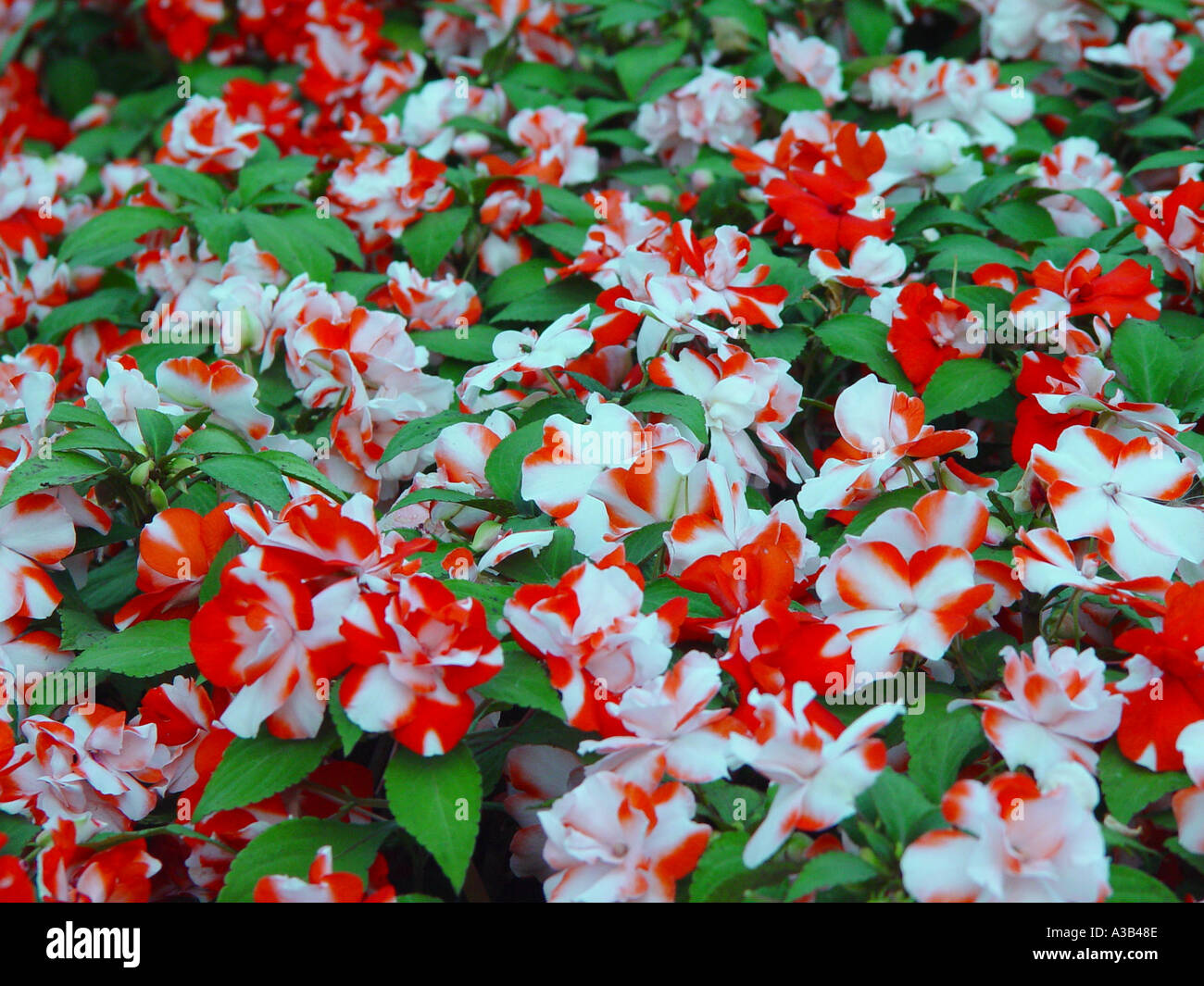 Busy lizzy hi-res stock photography and images - Alamy