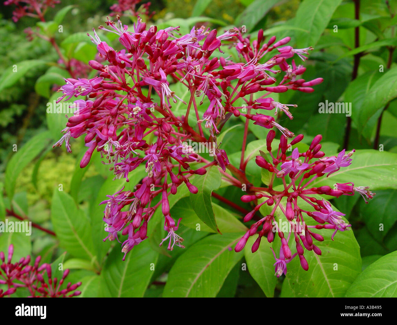 Fuchsia arborescens hi-res stock photography and images - Alamy
