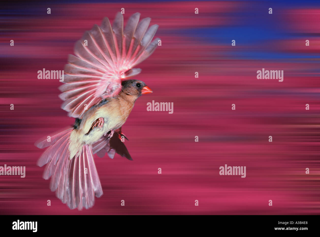Action: Female Northern Cardinal flying in front of blurred blooming ...