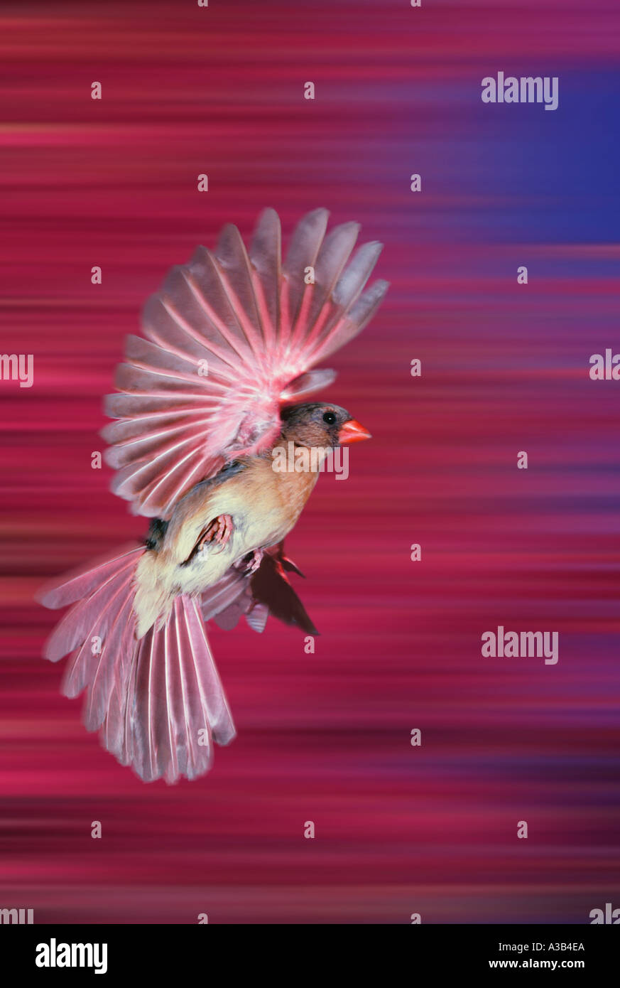 Female Northern Cardinal flying by in front of spring blooming ...