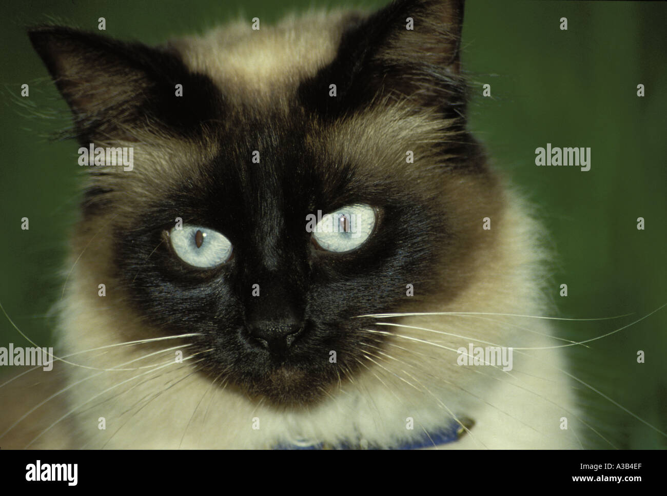 A Siamese breed cat close-up with yellow eyes and watching, Missouri ...