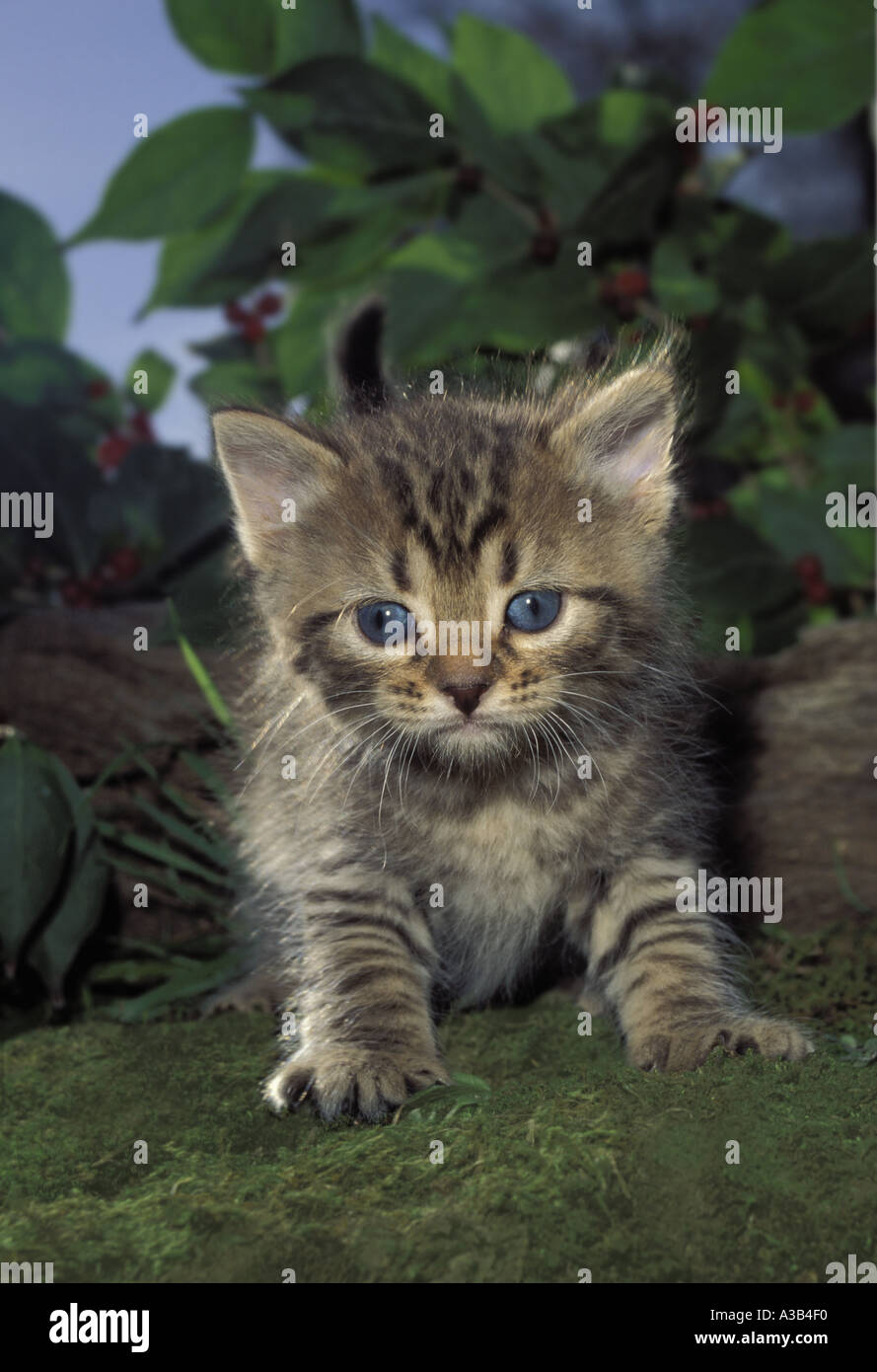 Funny little blue-eyed grumpy gray tabby kitten standing on mossy rock ...
