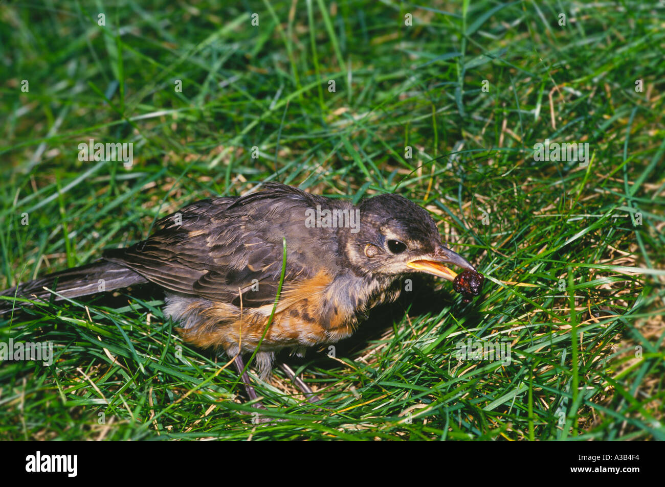 Fledgling: A juvenile American robin, Turdus migratorius, standing in ...