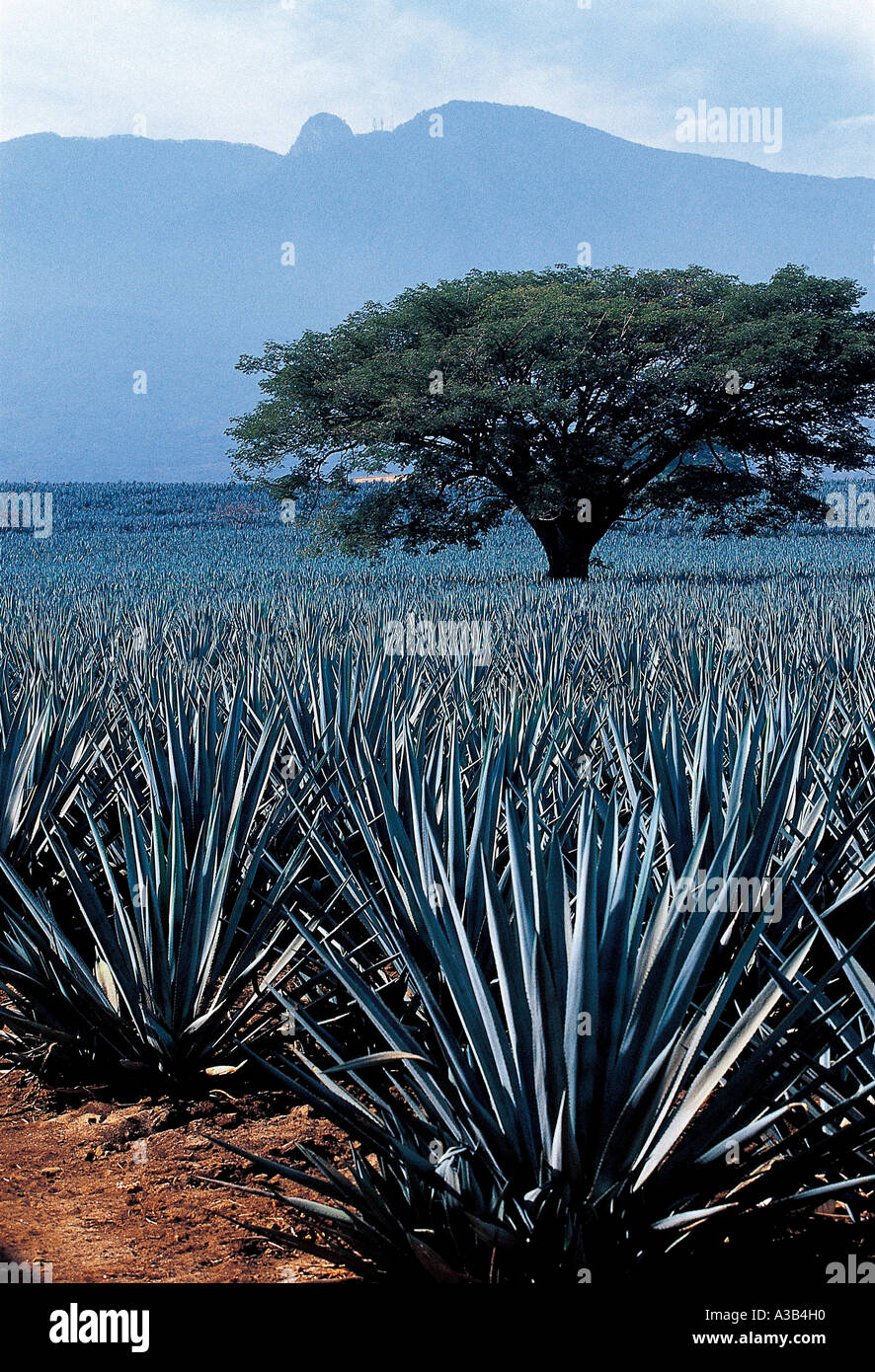 Mexico farms hi-res stock photography and images - Alamy