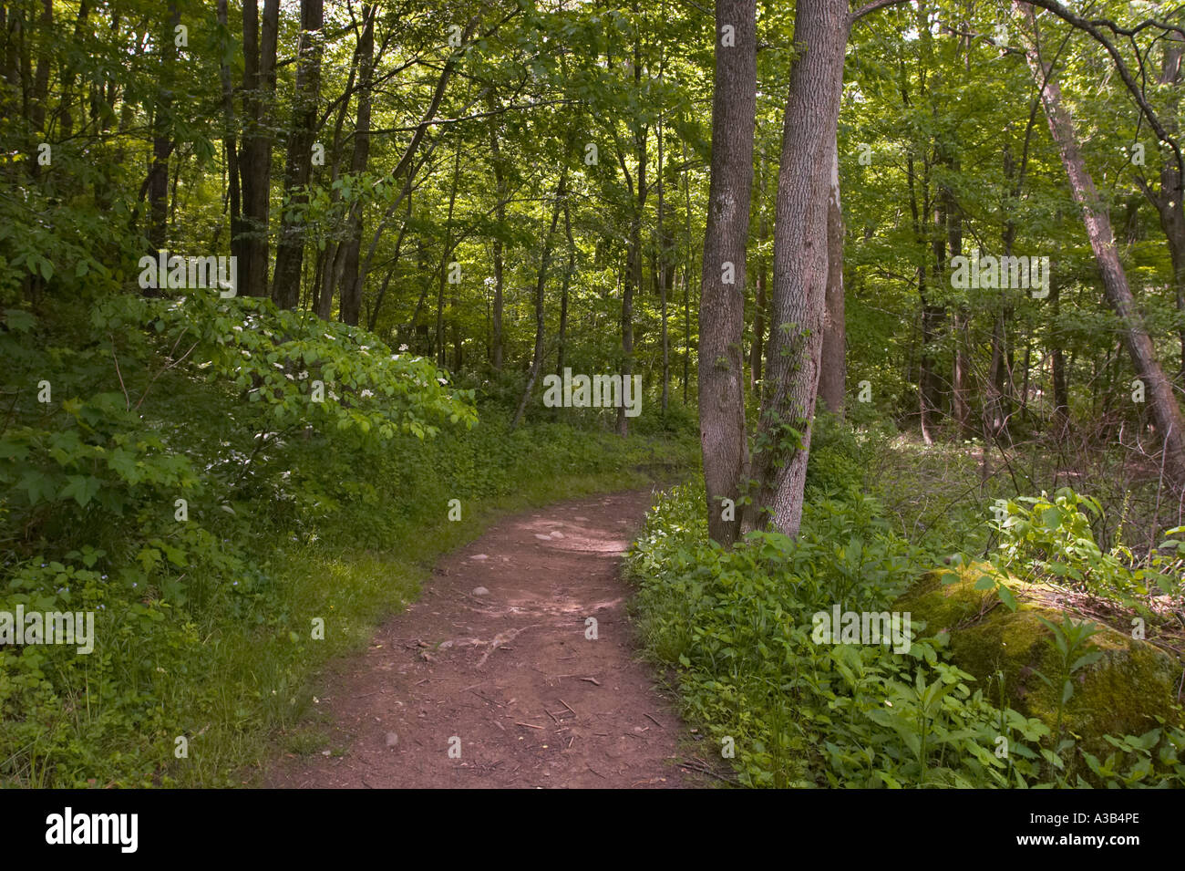 A winding path in Mohican State Park, Ohio Stock Photo - Alamy