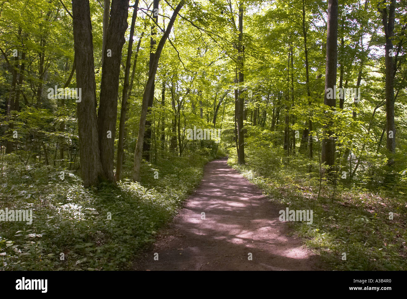 A forest path in Mohican State Park, Ohio Stock Photo - Alamy