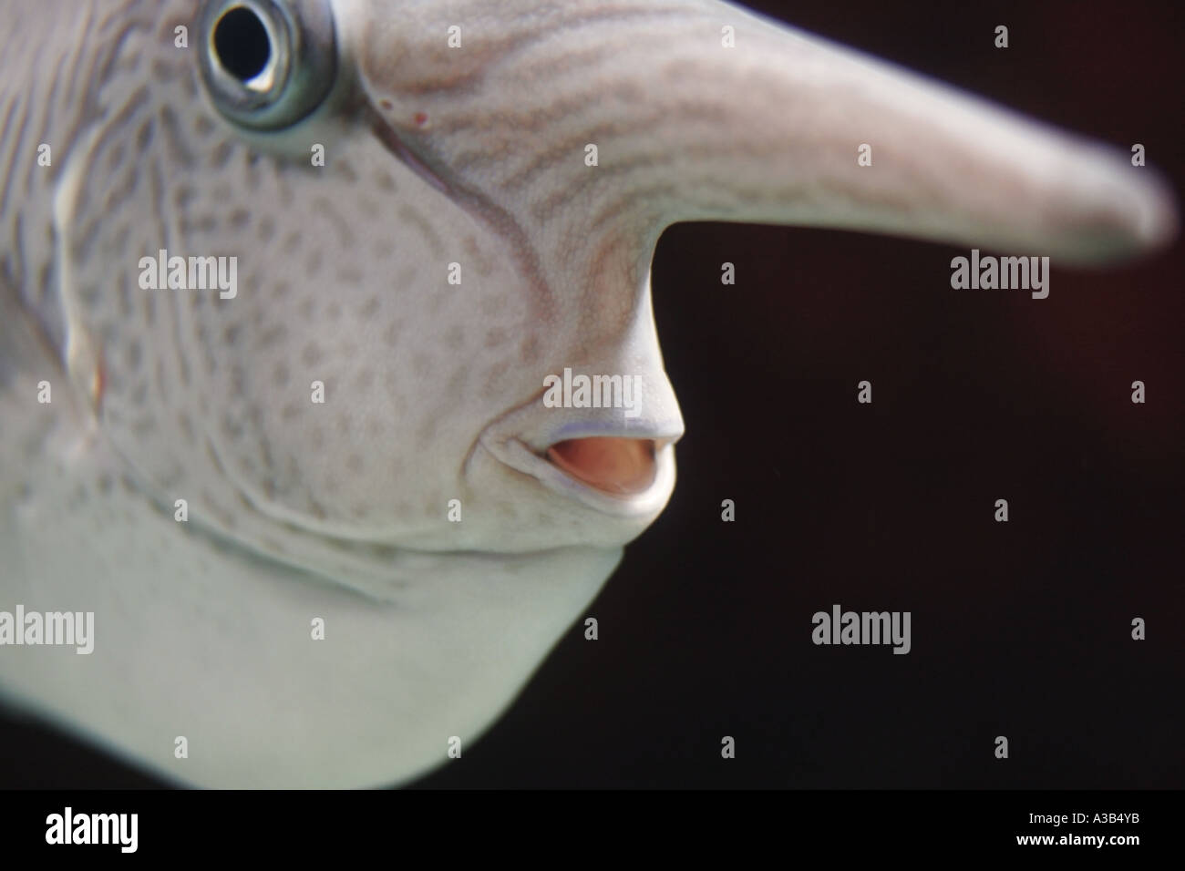 Long nose fish hi-res stock photography and images - Alamy