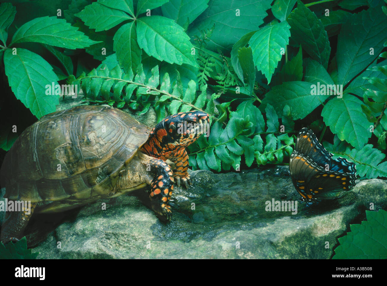 three toed box turtle Terrapene Carolina Triunguis Watches Red Spotted ...