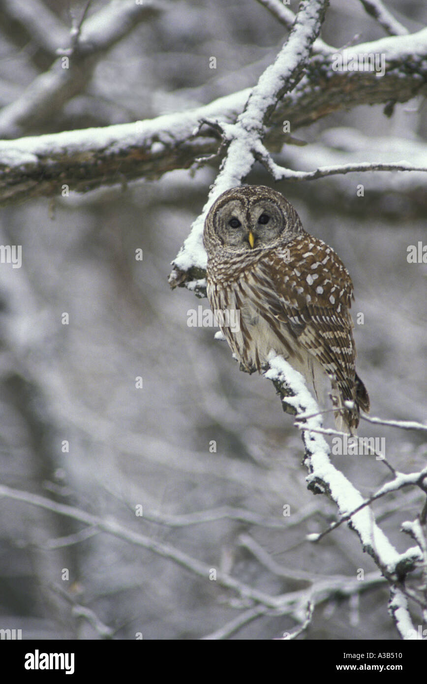 Barred Owl (Strix varia), Midwest USA Stock Photo - Alamy