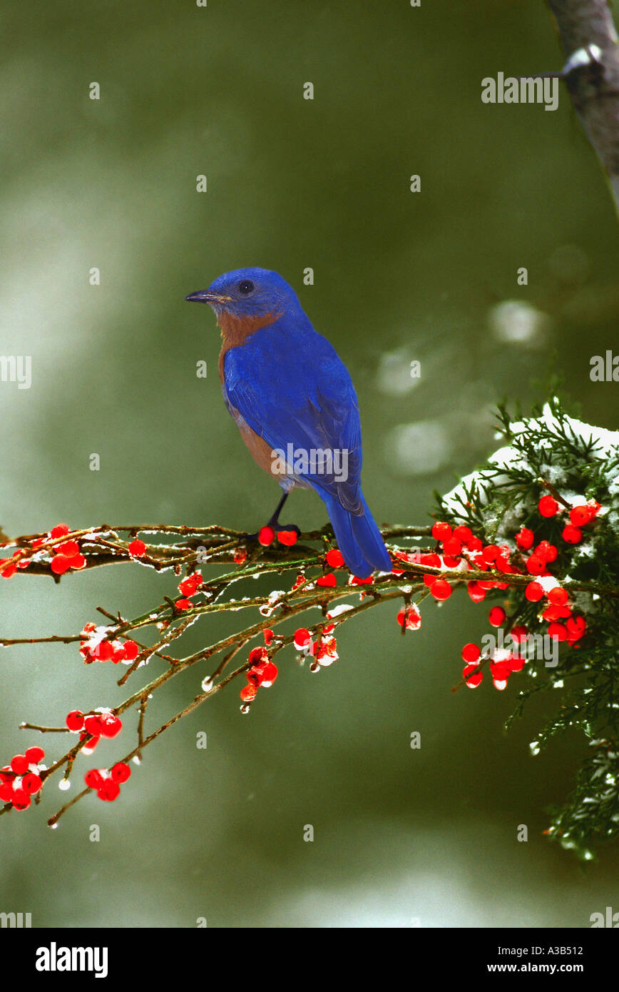Male eastern bluebird in snow hi-res stock photography and images - Alamy