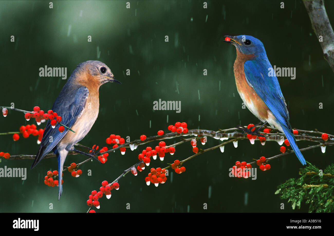 Winter couple: Male and female Eastern Bluebirds on icy branch with ...