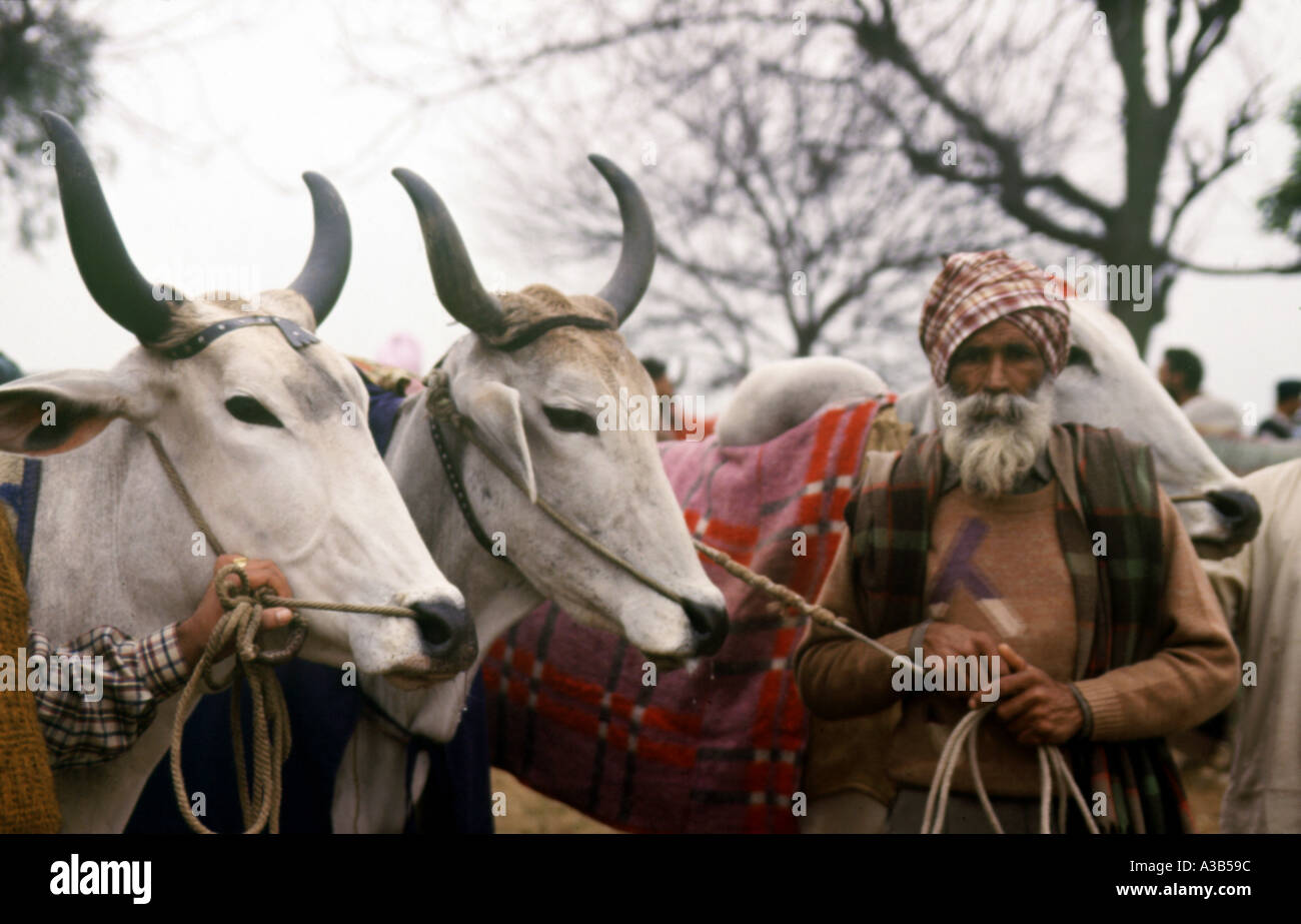 Farmers with their bulls before the race rural sports Punjab India ...
