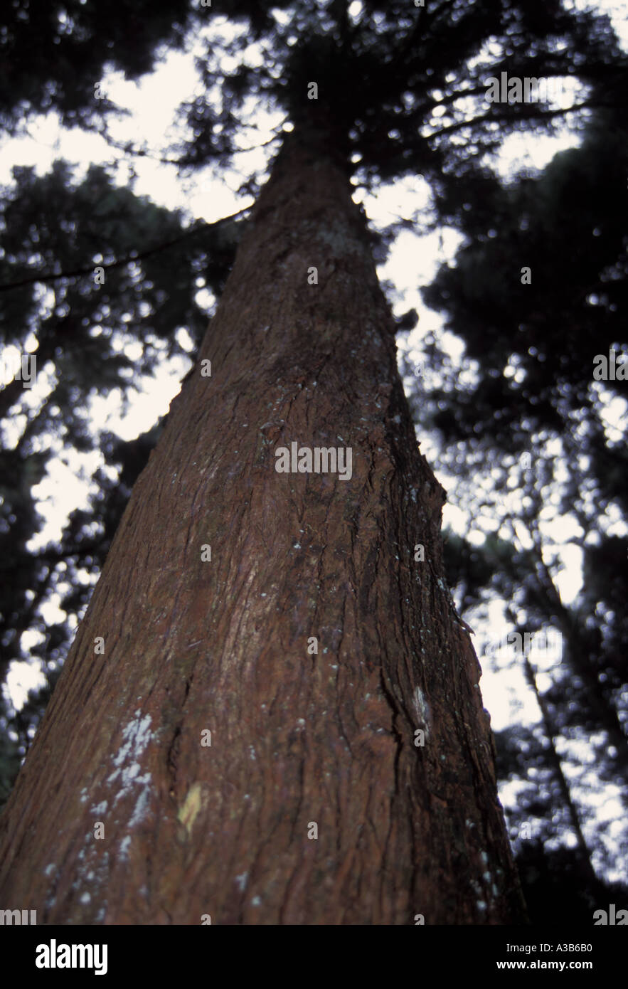 Tall Tree Alishan National Park Taiwan Republic of China Stock Photo ...