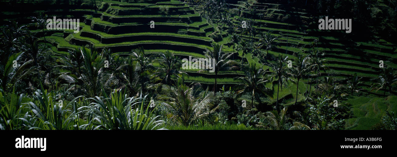 INDONESIA South East Asia Bali Rice paddy fields in terraces down ...