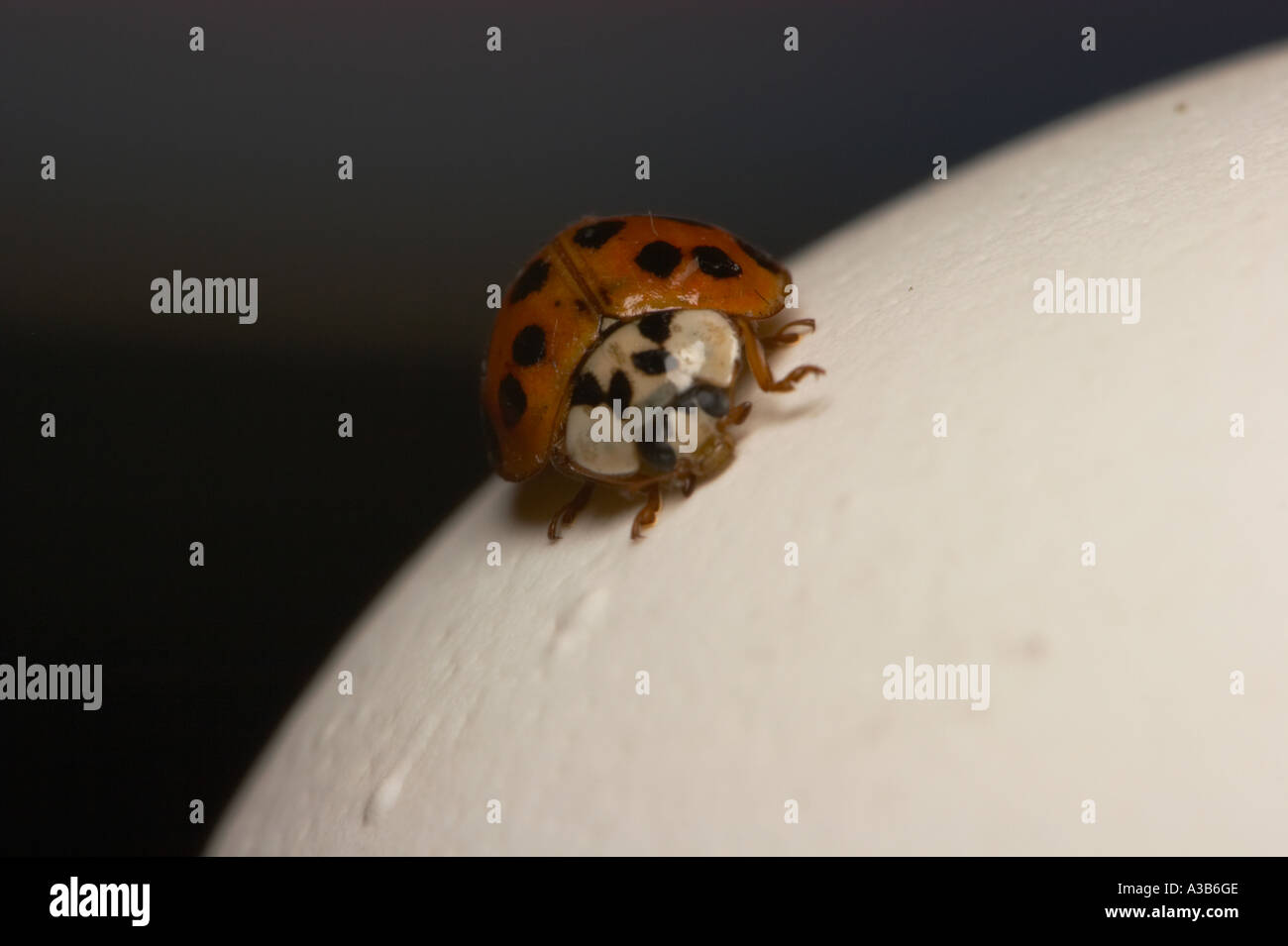 A ladybug up close on an egg against a black background (detail, macro ...