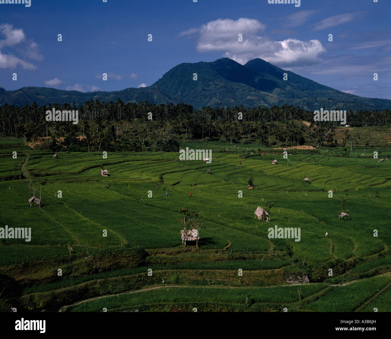 INDONESIA Southeast Asia Bali View of green terraced rice paddy fields ...