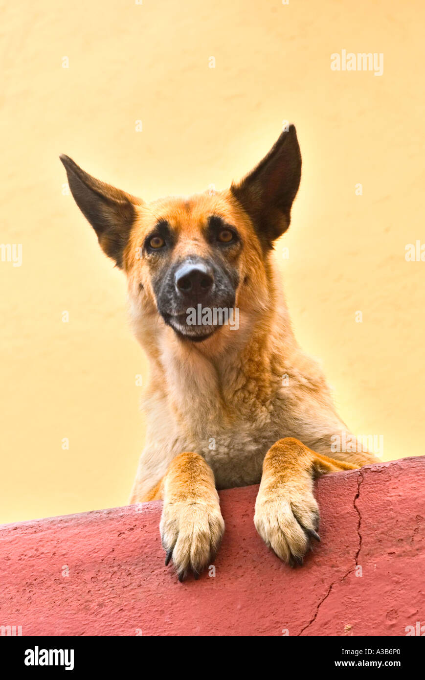 Curious dog looking over wall with paws on the wall and ears up Stock ...
