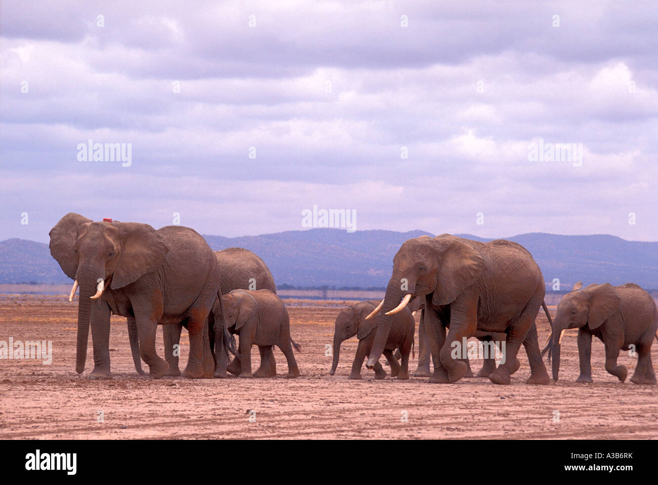 Elephant tracking collar hi-res stock photography and images - Alamy