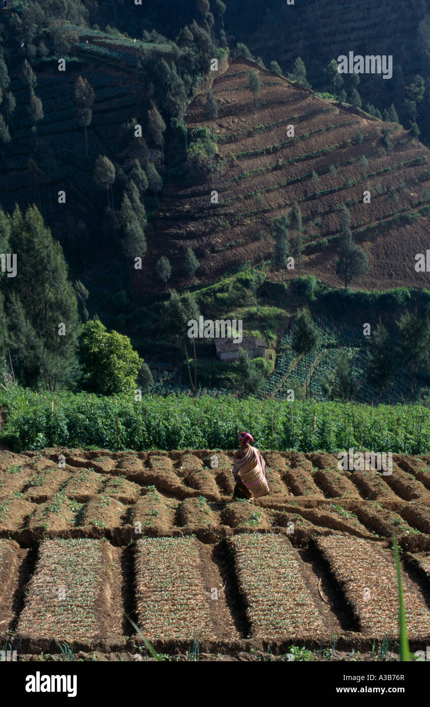 INDONESIA Southeast Asia Java Mount Bromo Woman working amongst ...