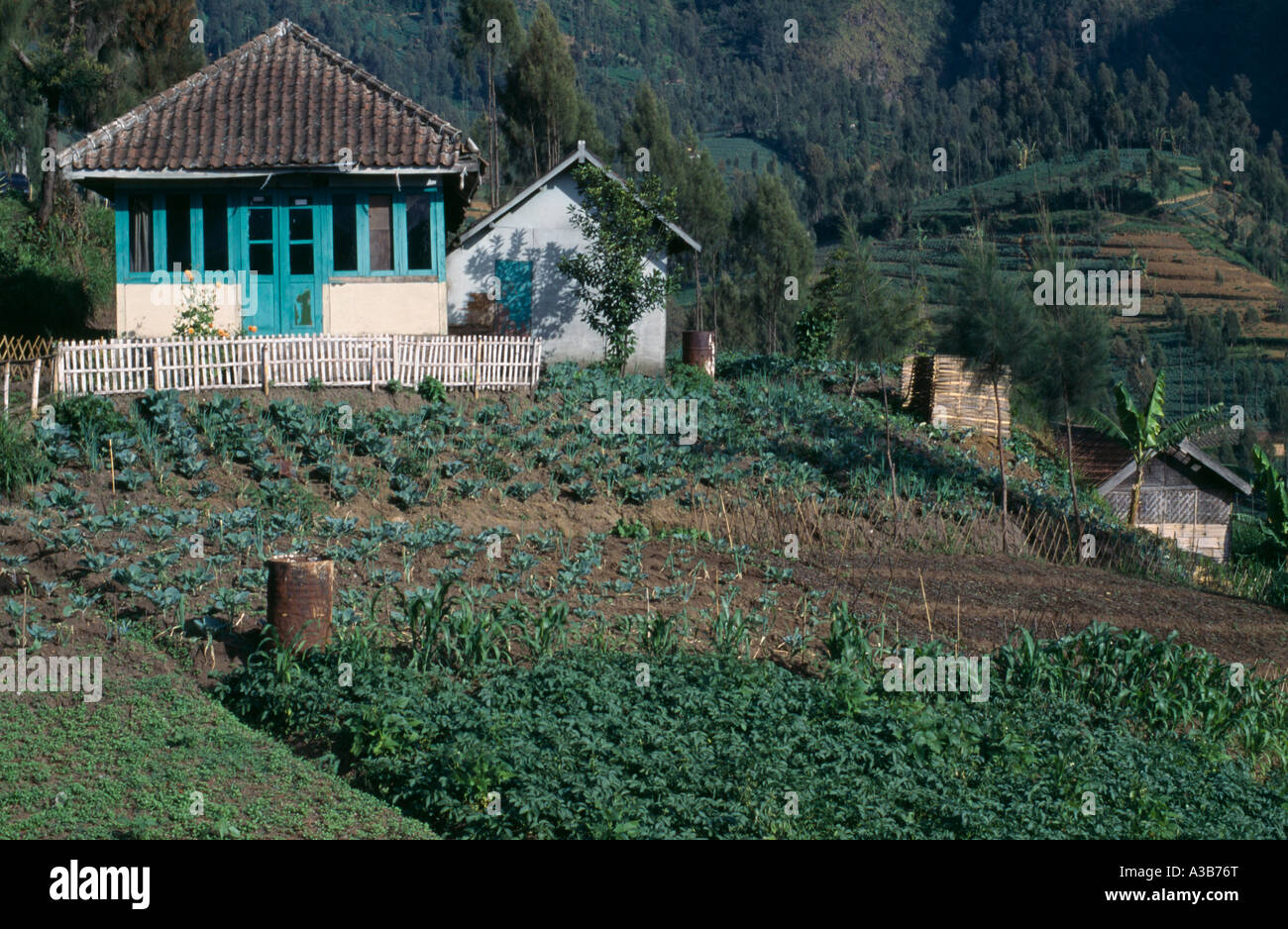 INDONESIA Southeast Asia Java Mount Bromo Farmhouse overlooking ...