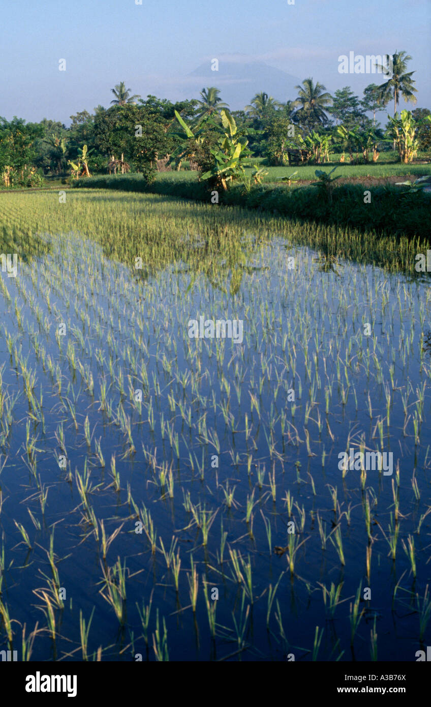 INDONESIA Southeast Asia Java Mountt Merapi Rice paddy field with ...