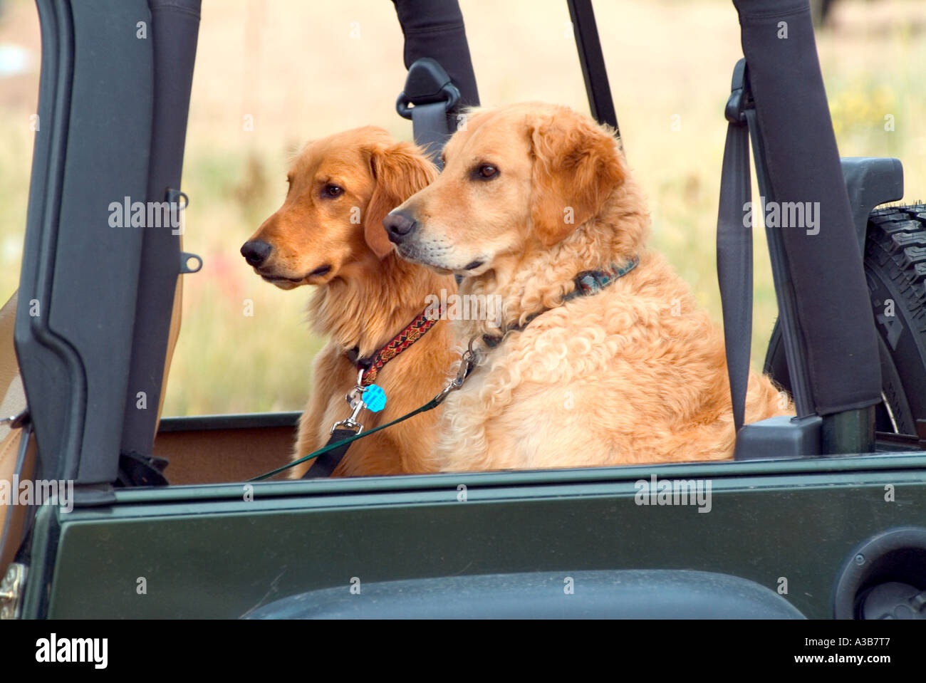 Two dogs sitting like passengers in a jeep Stock Photo - Alamy