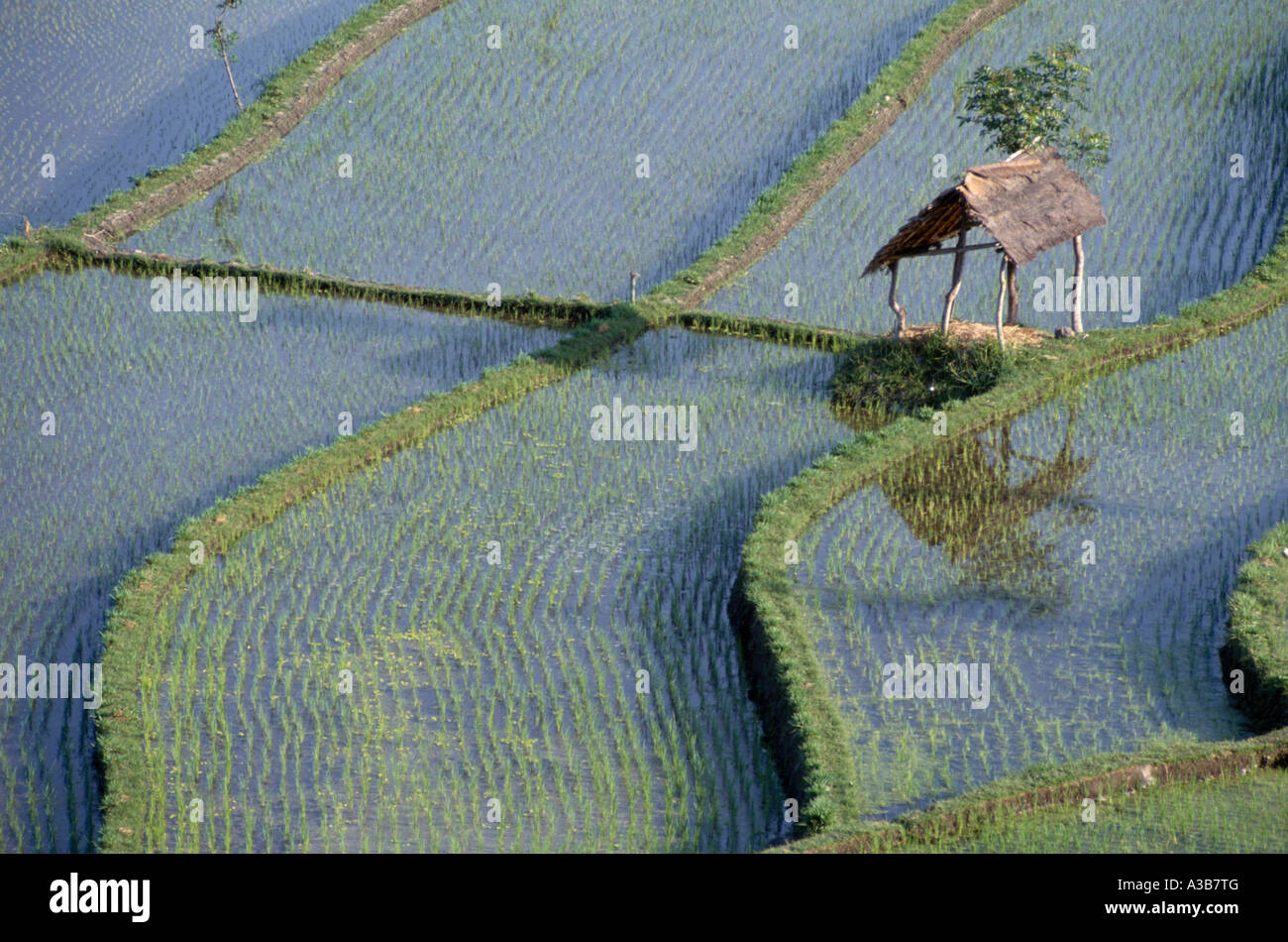 INDONESIA Southeast Asia Bali Farming Patchwork of rice paddy fields ...