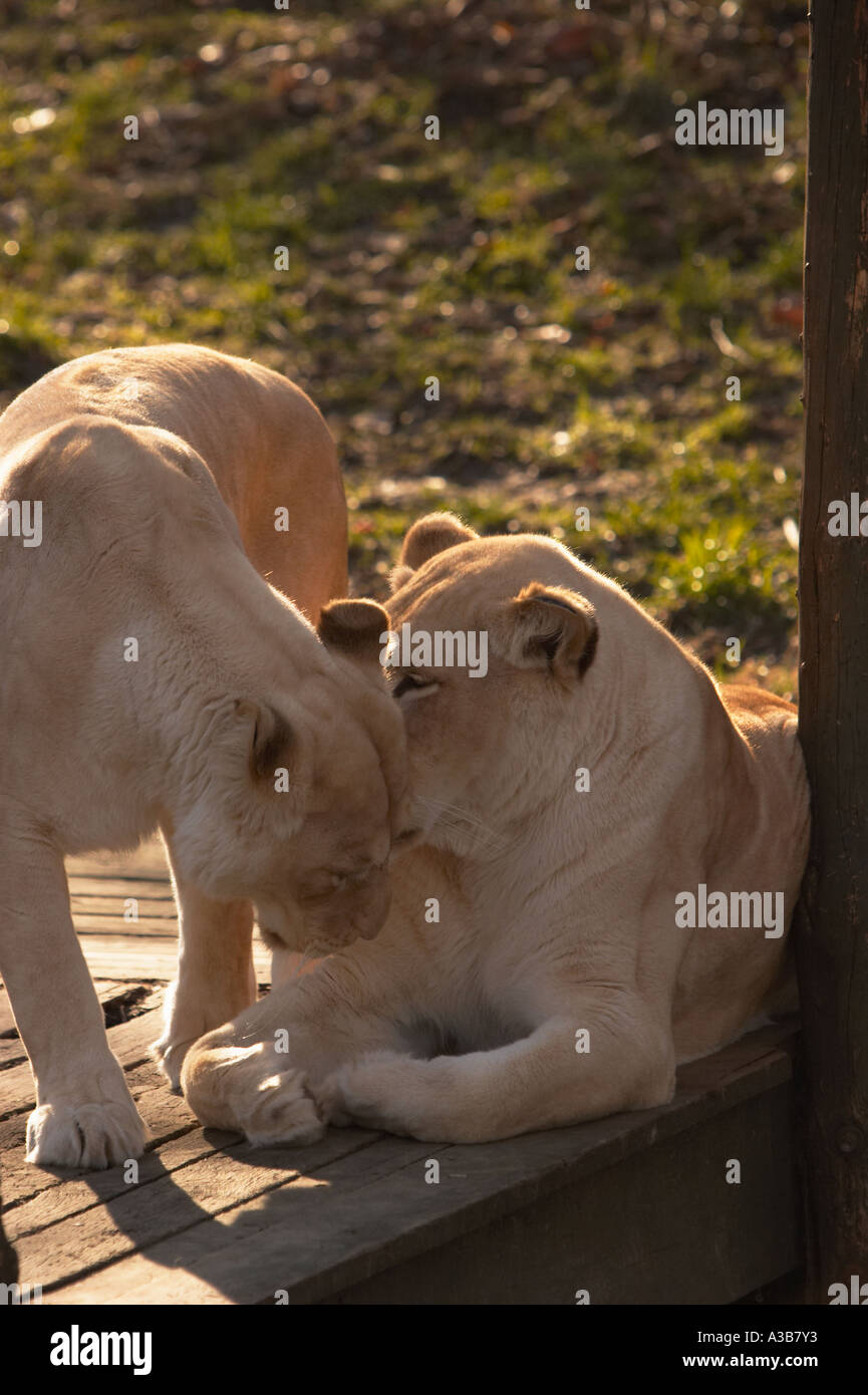 Two white lions nuzzling each other in a very affectionate way Stock ...
