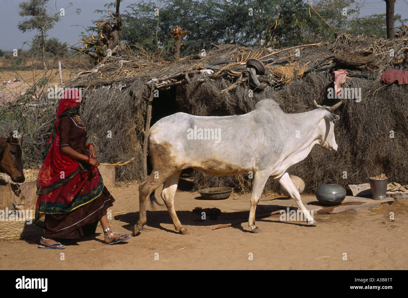 Garou hi-res stock photography and images - Alamy