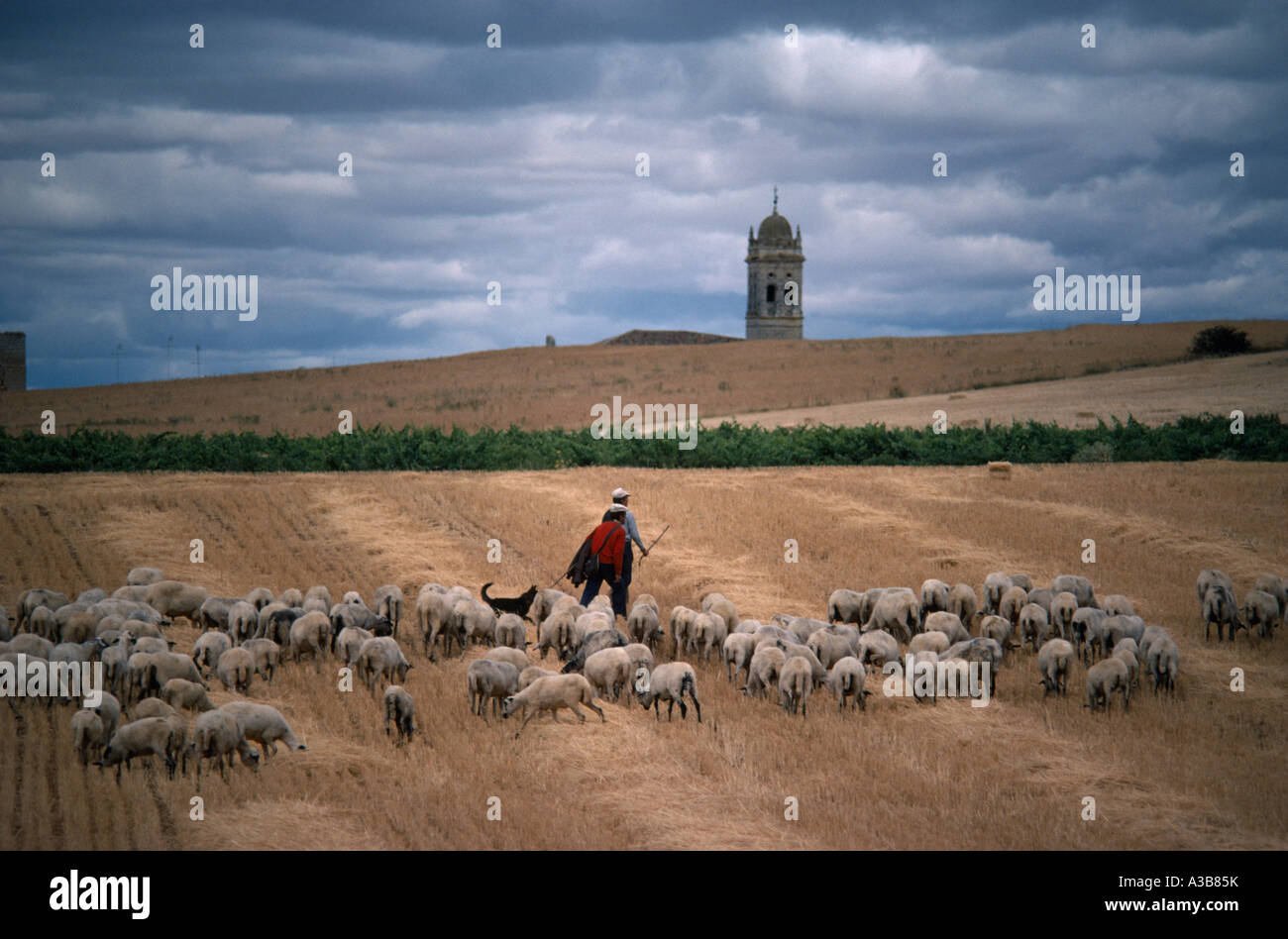SPAIN Farming Agriculture Shepherd with flock on stubble field with ...