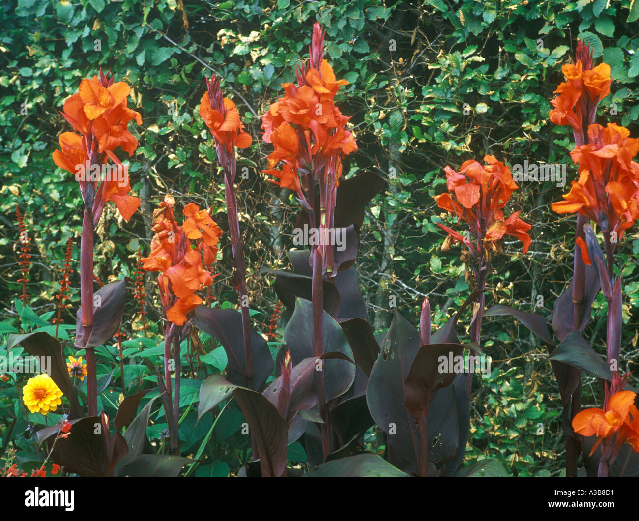 Canna bed hi-res stock photography and images - Alamy