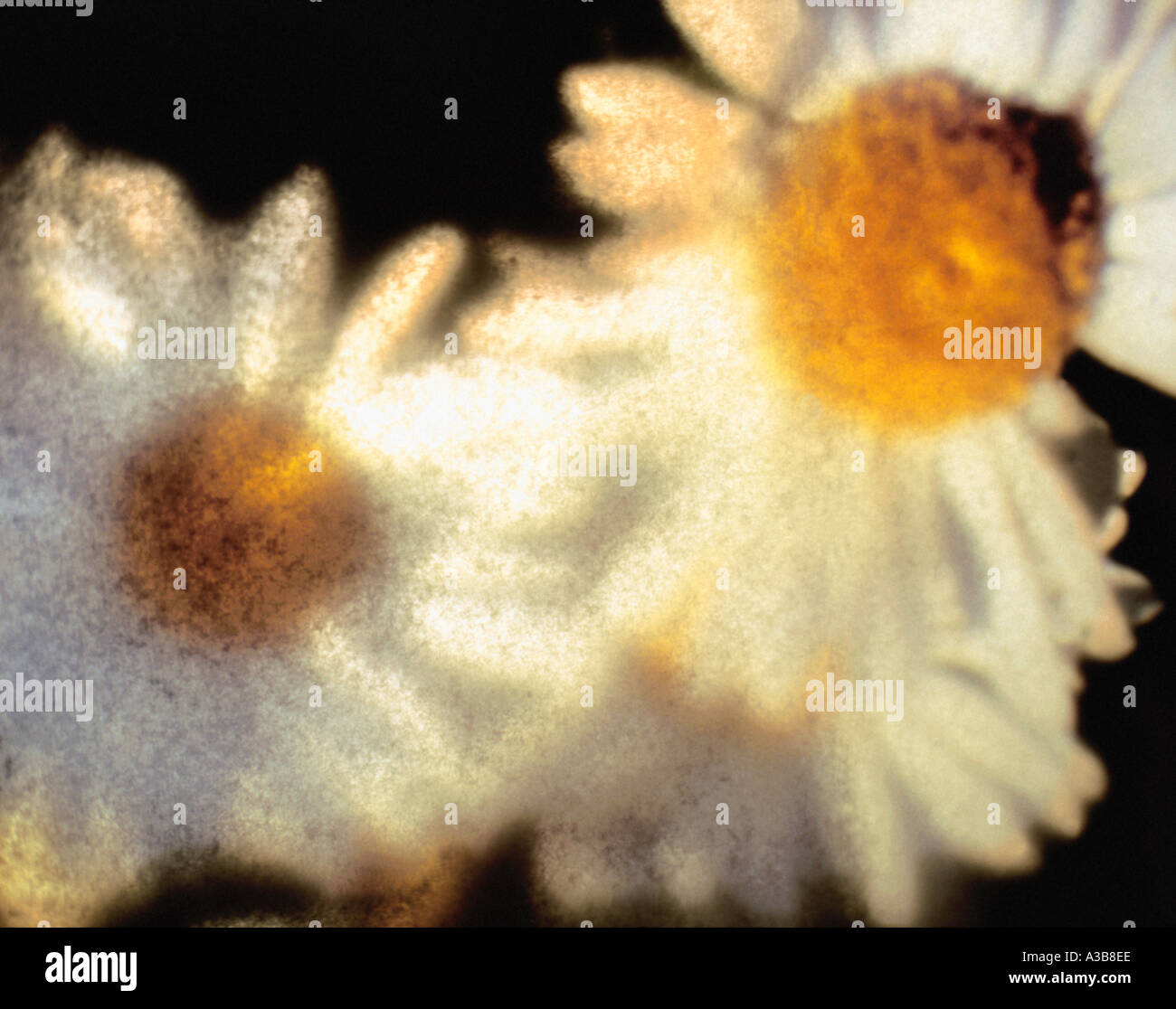 TWO DAISIES SHOT OUTDOORS POSITIONED TOGETHER Stock Photo - Alamy