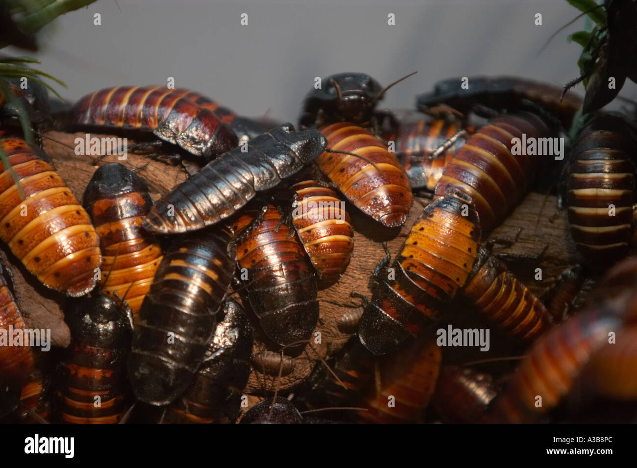 African hissing cockroaches Stock Photo - Alamy